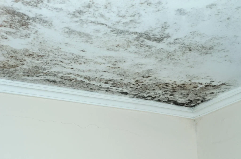 Mold on Ceiling: Why It Appears Indoors and What It Usually Indicates